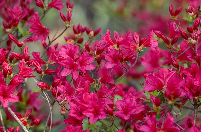 'Hino-Crimson' Azalea | Paradise Acres Garden Center