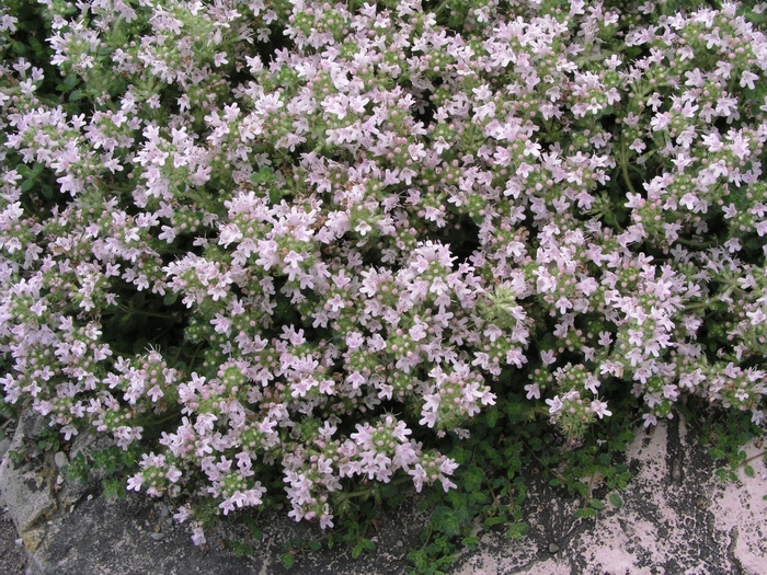'Pink Chintz' Thyme | Paradise Acres Garden Center