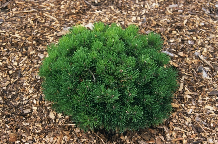 'Mitsch Mini' Dwarf Mugo Pine | Paradise Acres Garden Center