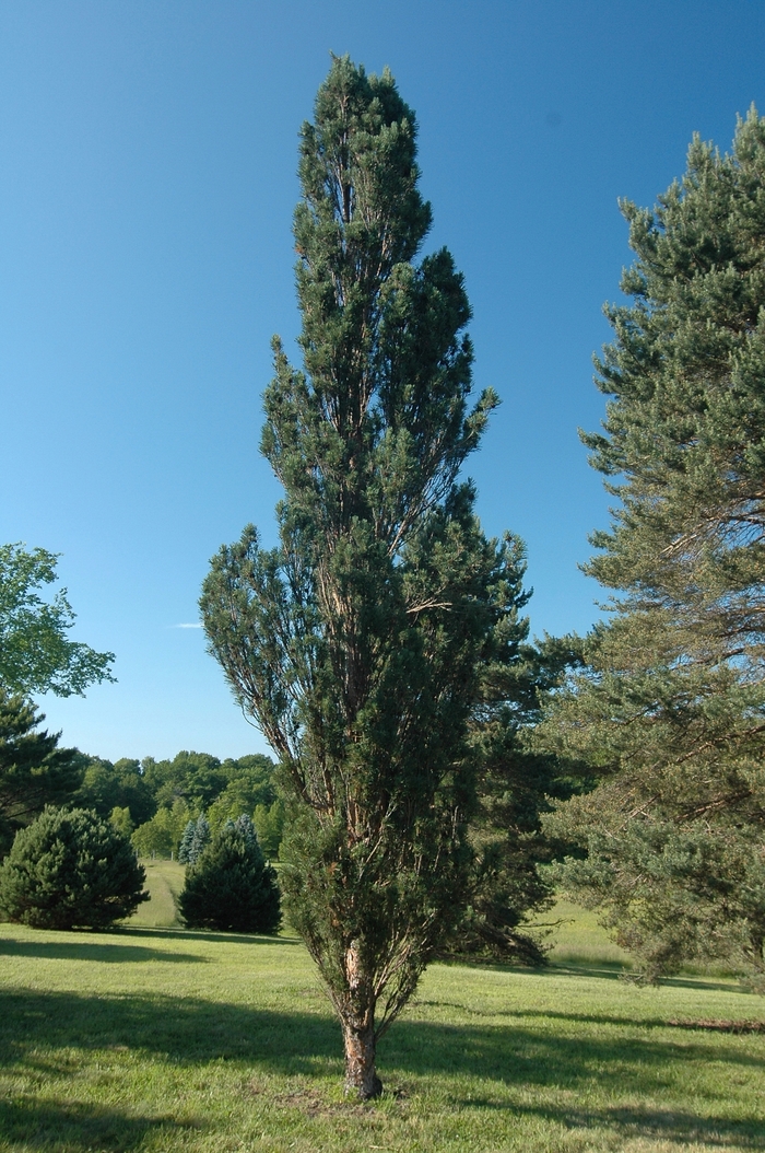 'Fastigiata' Scotch Pine | Paradise Acres Garden Center