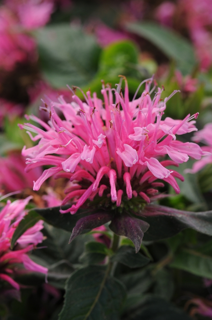 Balmy™ 'Pink' | Paradise Acres Garden Center