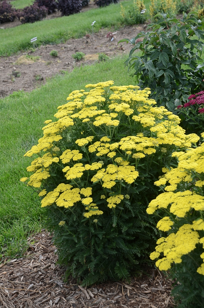 'Firefly Sunshine' Yarrow | Paradise Acres Garden Center