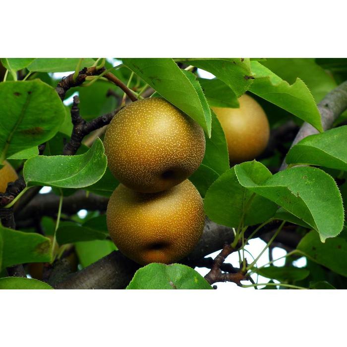 'Aristocrat' Aristocrat Pear | Paradise Acres Garden Center