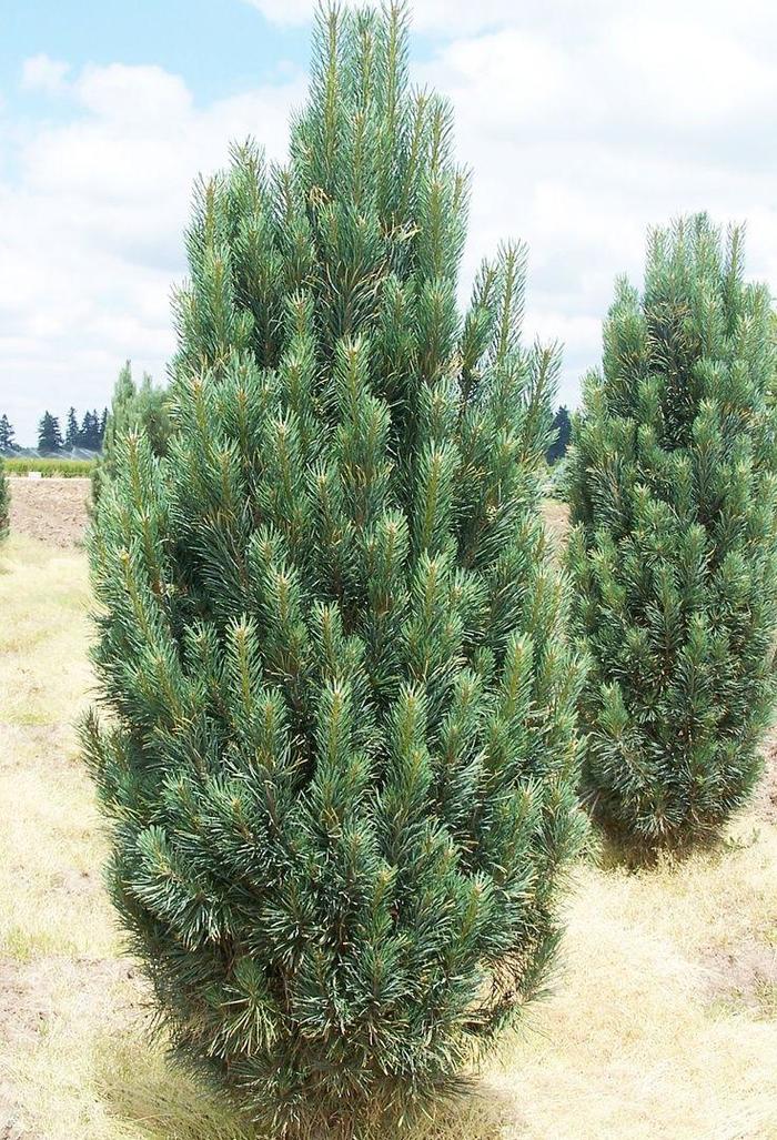 'Fastigiata' Eastern White Pine | Paradise Acres Garden Center