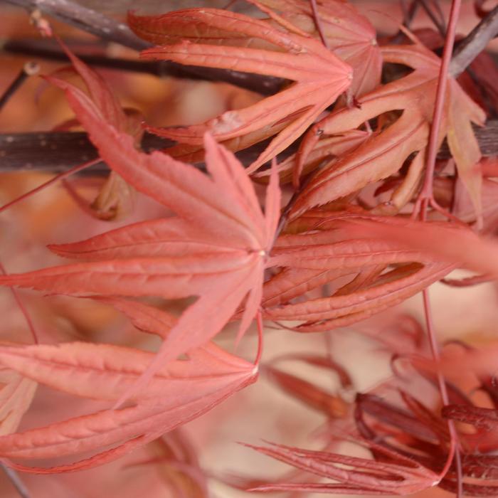 'Emperor 1®' Japanese Maple | Paradise Acres Garden Center