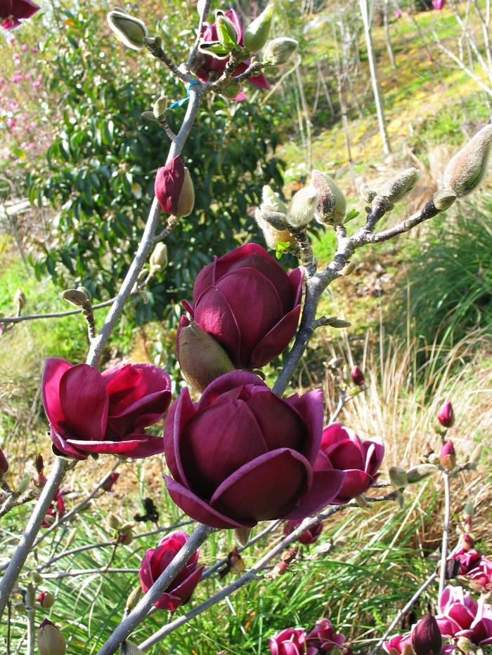 'Genie' | Paradise Acres Garden Center