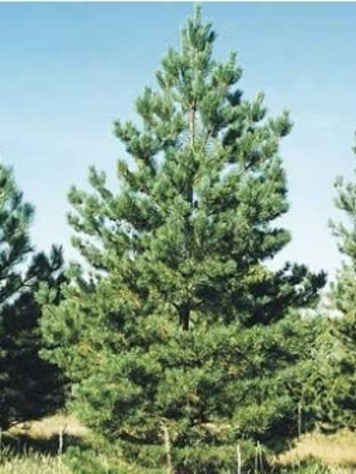 Scotch Pine | Paradise Acres Garden Center