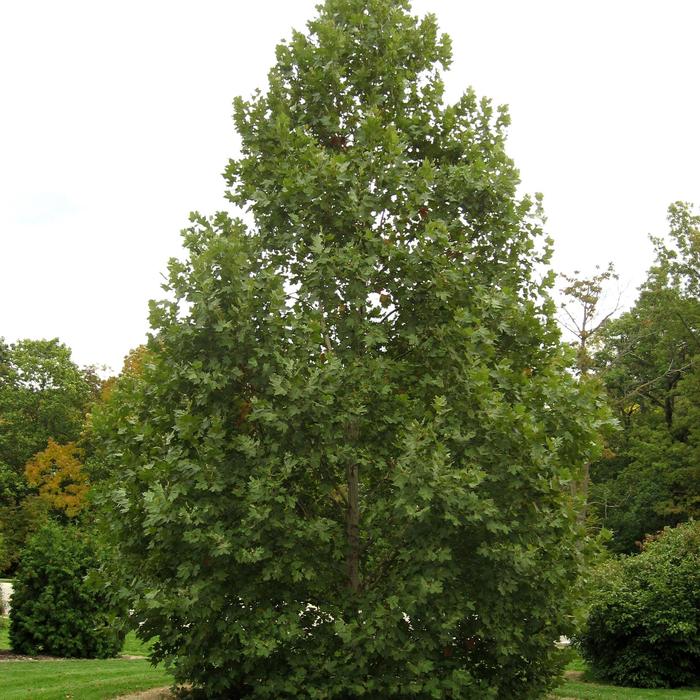 'Exclamation!™' London Planetree | Paradise Acres Garden Center