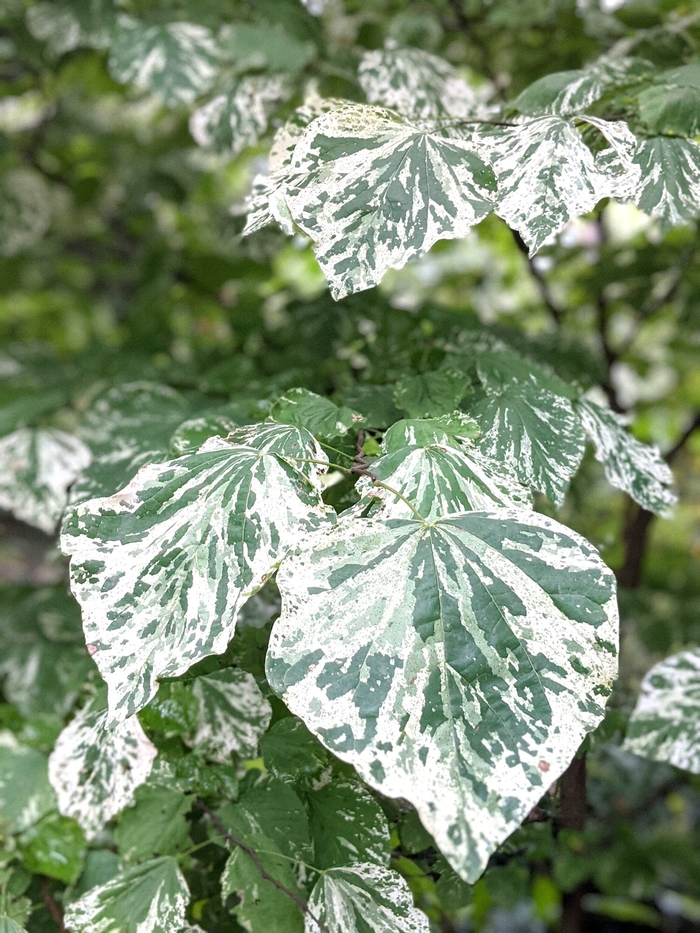 'Alley Cat' Redbud | Paradise Acres Garden Center