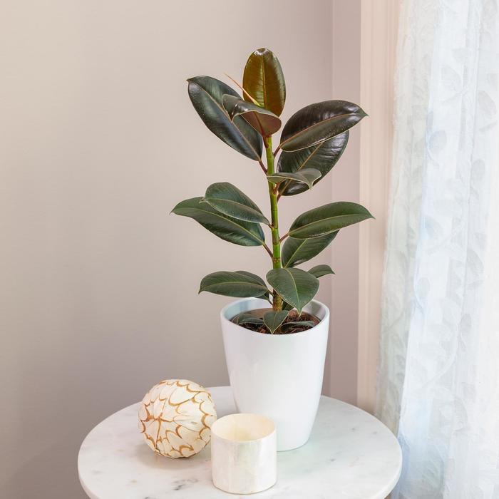 'Melany' Rubber Plant | Paradise Acres Garden Center
