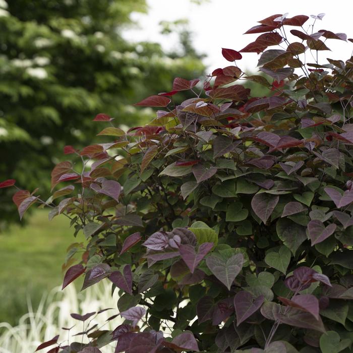 Garden Gems® Amethyst Redbud | Paradise Acres Garden Center