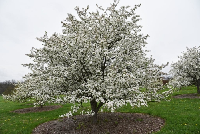 'Starlite®' Crabapple | Paradise Acres Garden Center