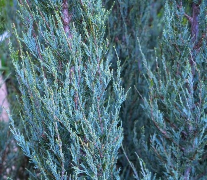 'Skyrocket' Juniper | Paradise Acres Garden Center